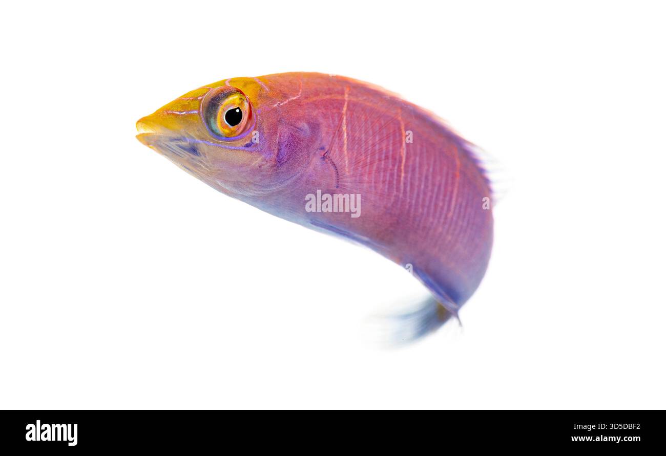 Pseudocheilinus ocellatus, also known as white barred pink wrasse or ...