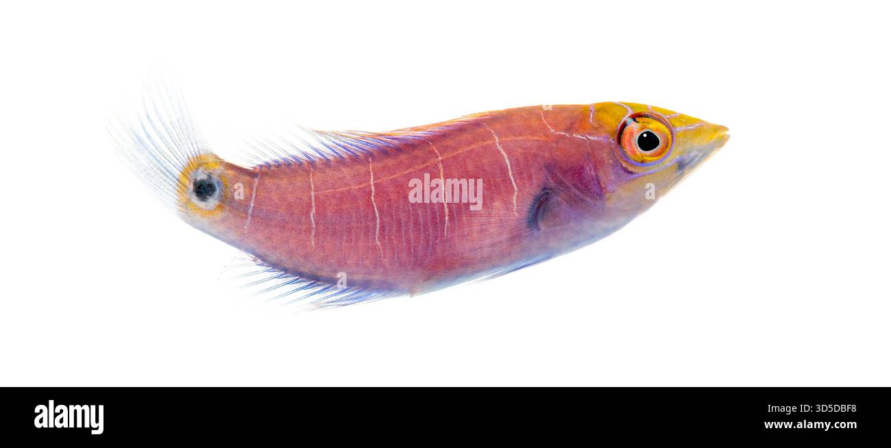 Colorful juvenile white barred wrasse, pseudocheilinus ocellatus ...