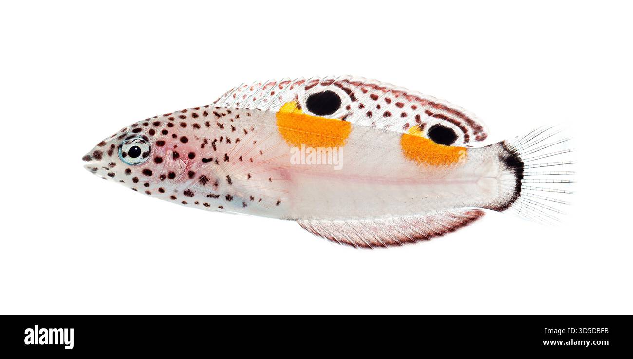 Coris Cut Out Stock Images & Pictures - Alamy