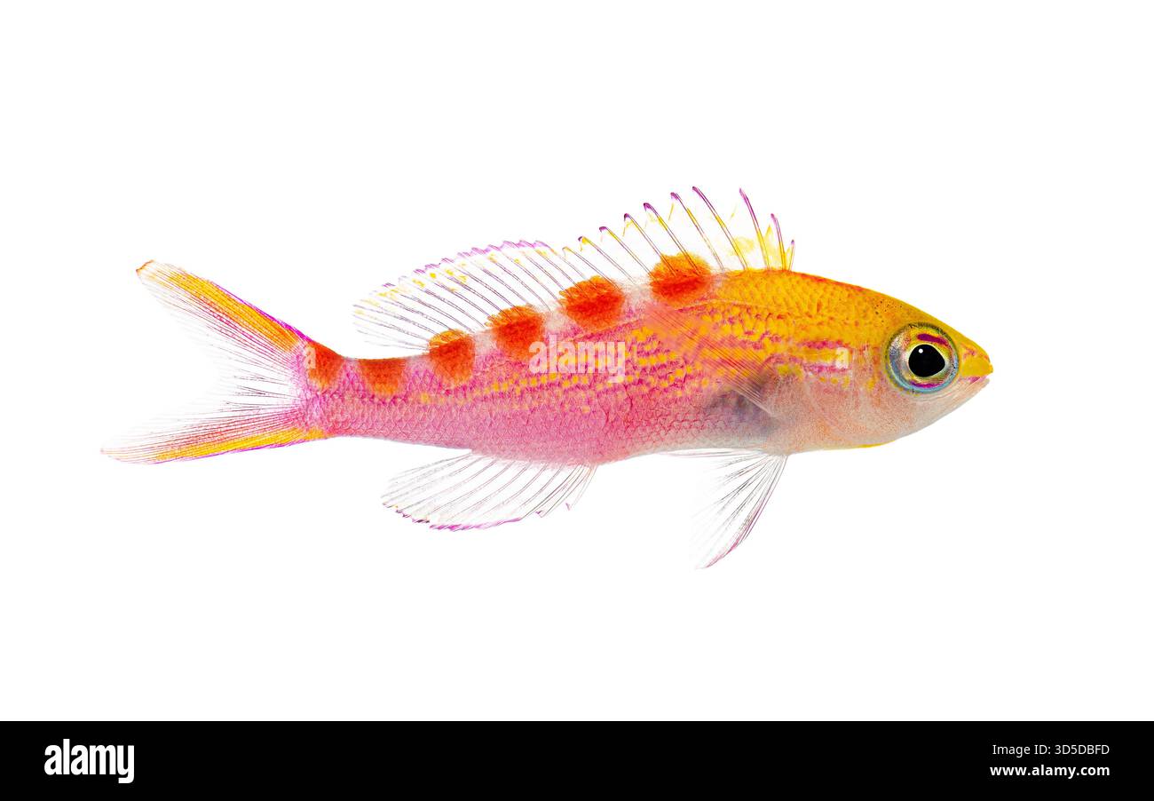 Red finned fish Cut Out Stock Images & Pictures - Alamy