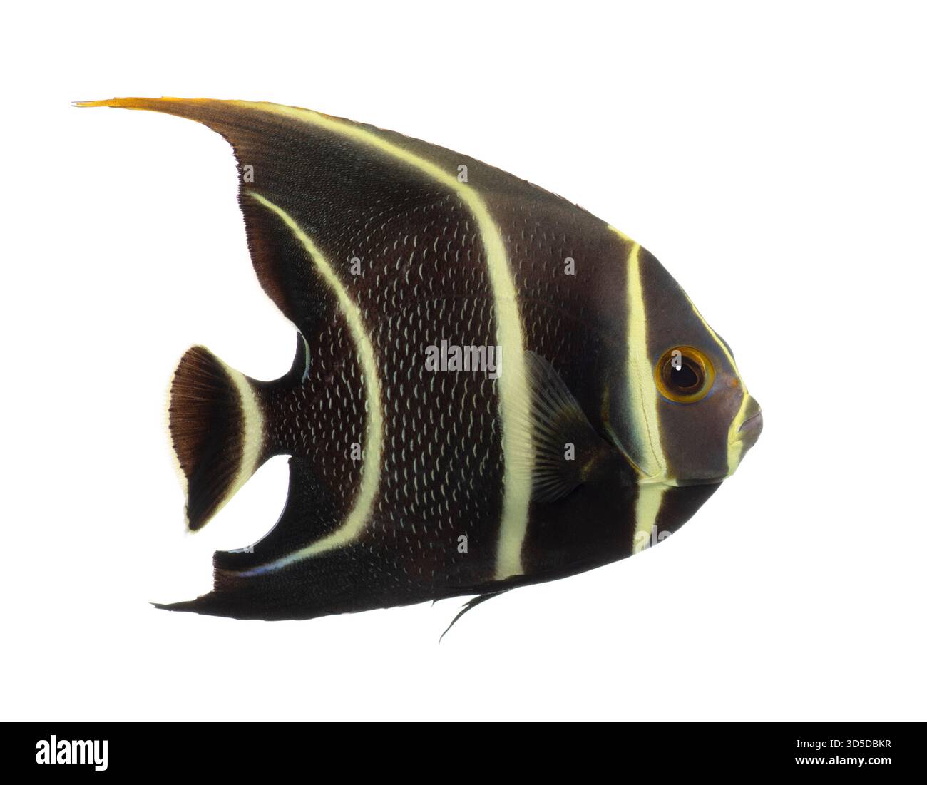 Side view elegant french Cut Out Stock Images & Pictures - Alamy