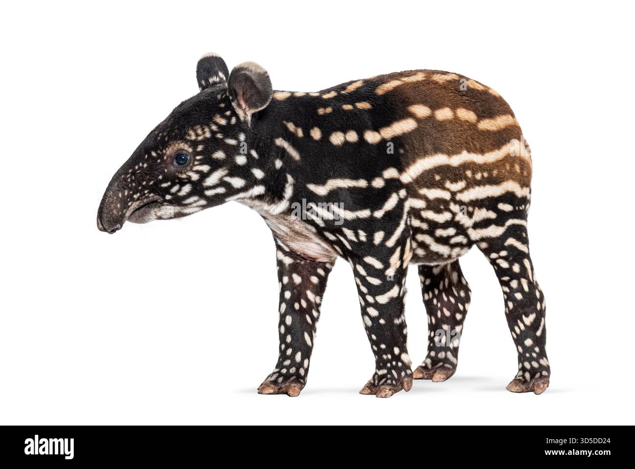 Striped tapir hi-res stock photography and images - Alamy