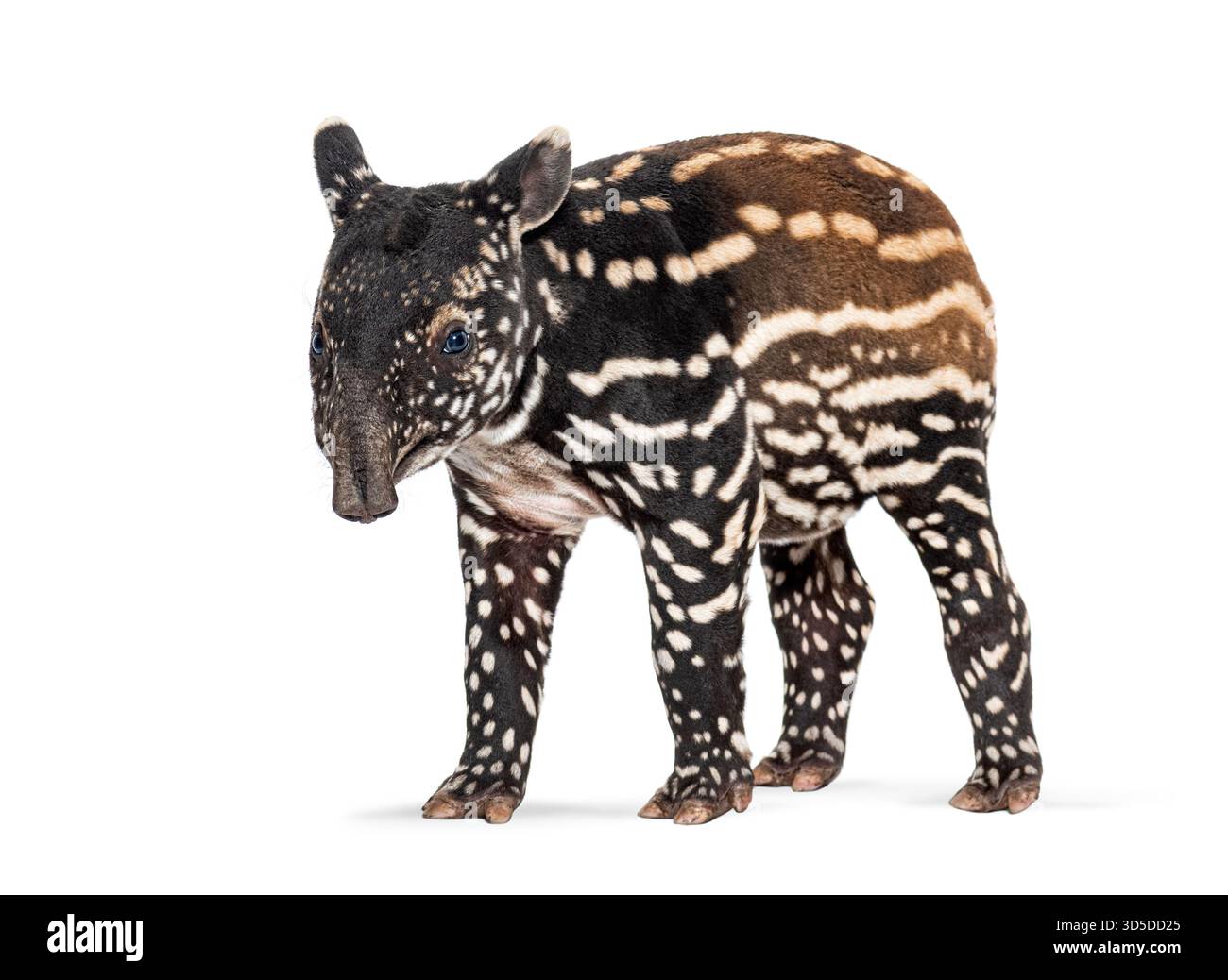 Full length view of a young malayan tapir - tapirus indicus - standing ...