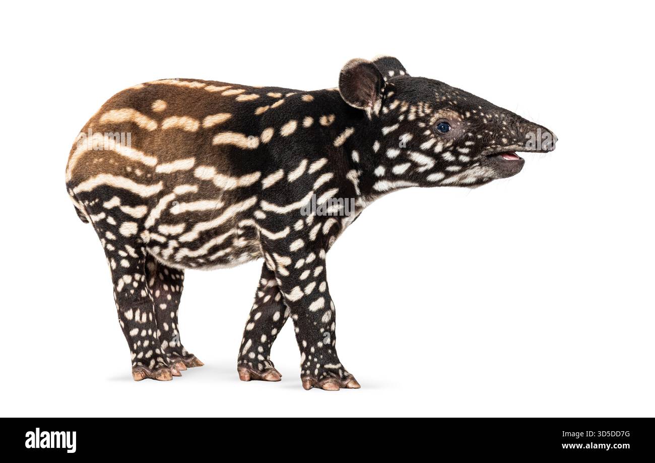 Young malayan tapir - tapirus indicus - standing against white ...