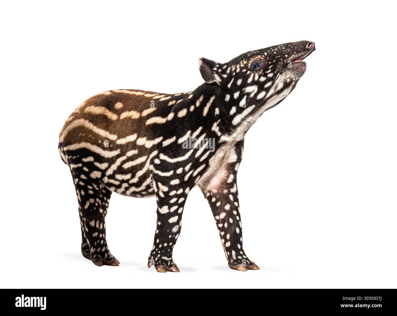 Striped tapir hi-res stock photography and images - Alamy