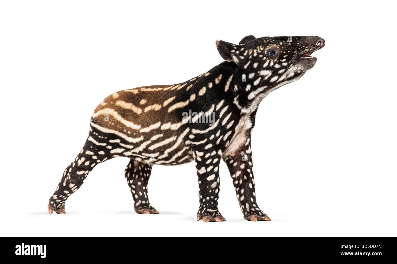 Full length profile of a malayan tapir calf standing and opening its ...