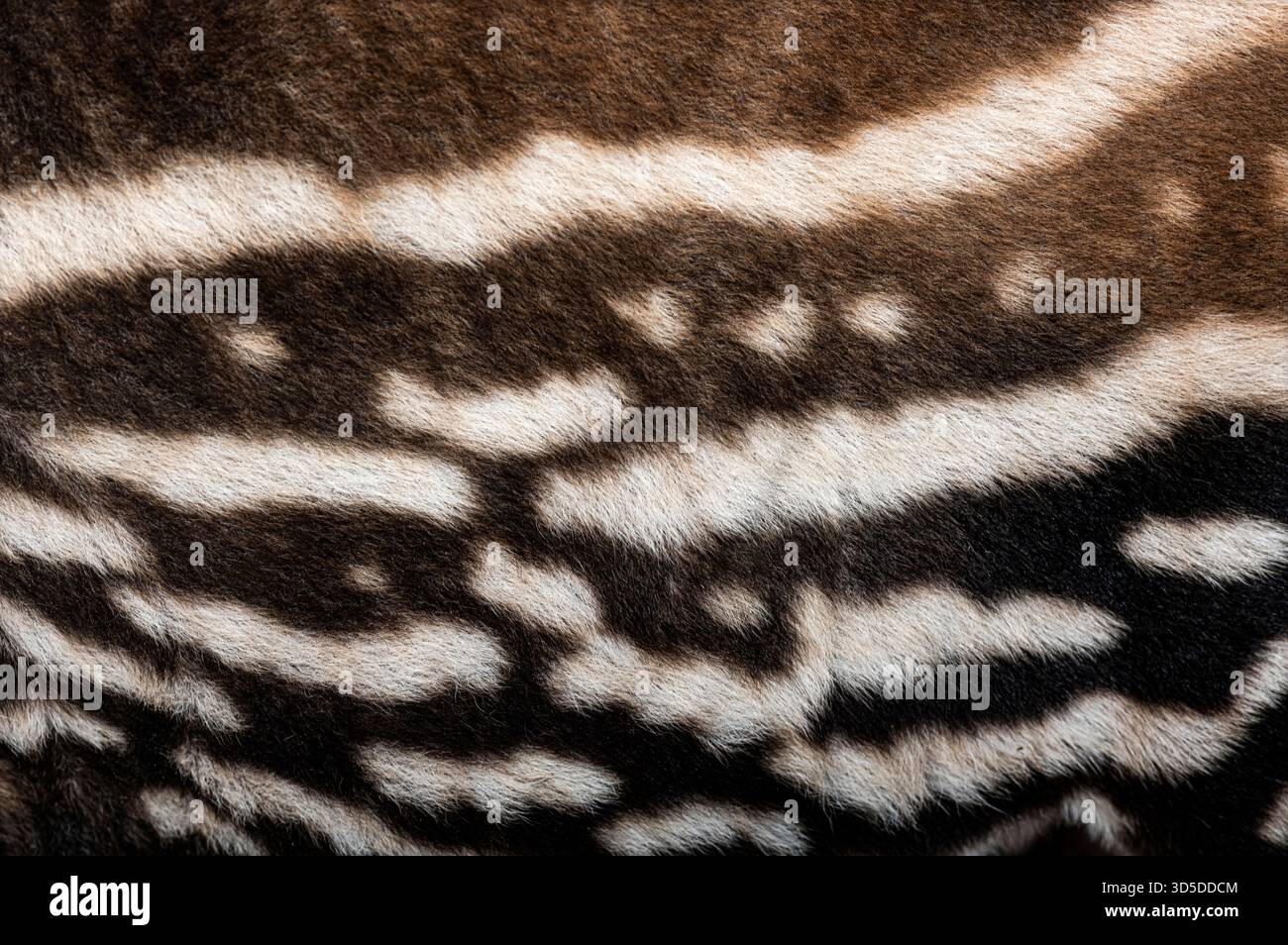 Detailed view of the distinctive fur pattern of a malayan tapir ...
