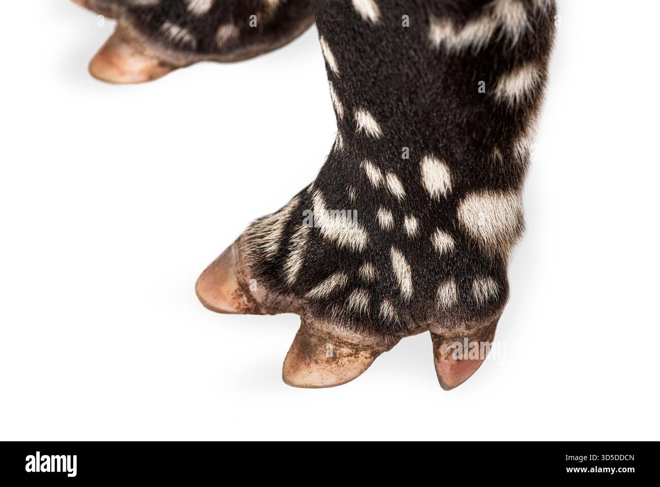 Four toes on their front feet hi-res stock photography and images - Alamy