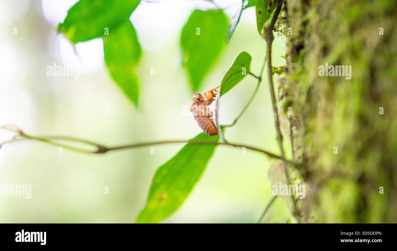 The cicadas (Tonggeret, Tonggeret, garengpung, kinjeng tangis, tree ...