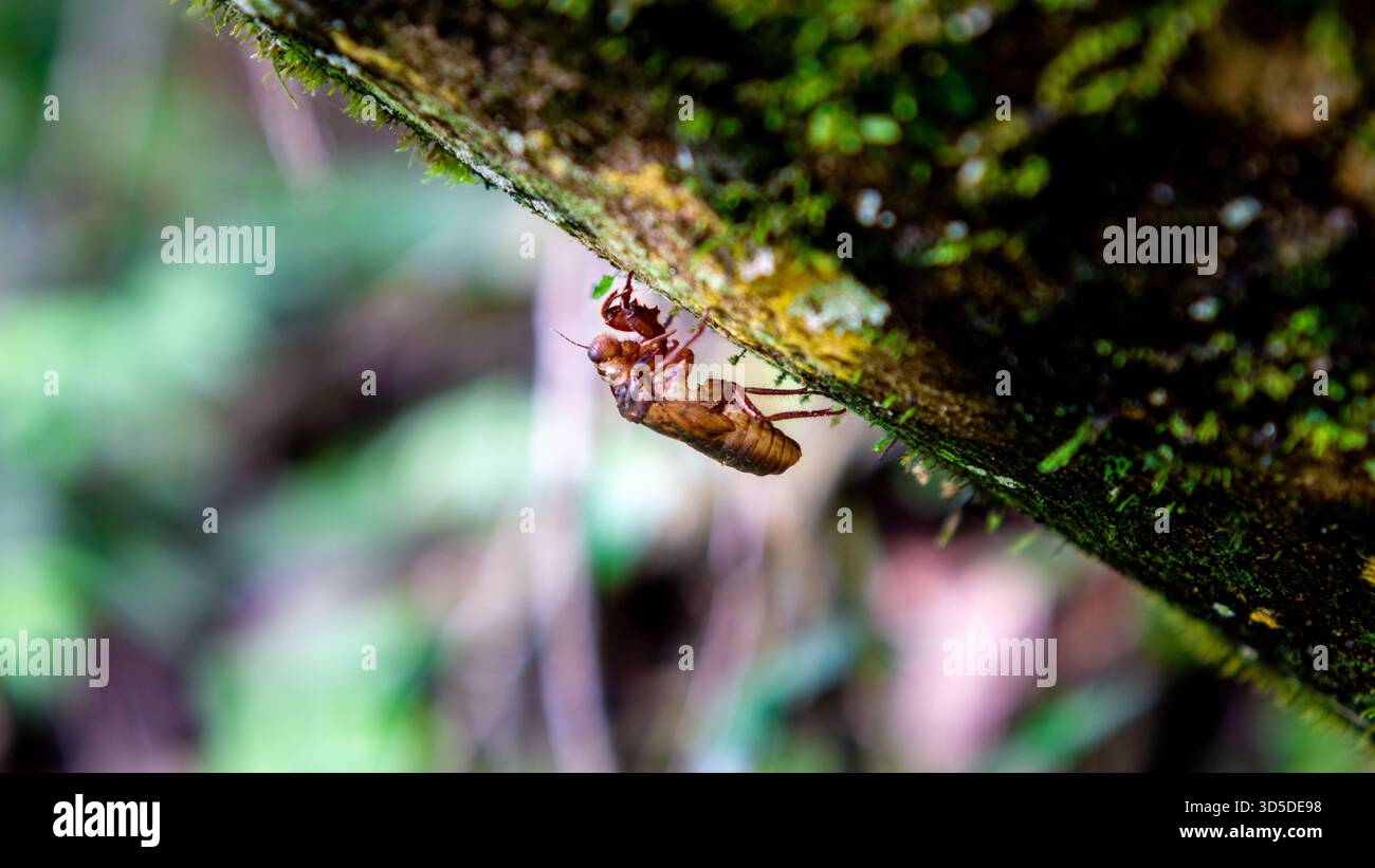 The cicadas (Tonggeret, Tonggeret, garengpung, kinjeng tangis, tree ...
