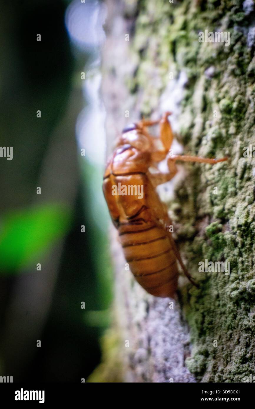 The cicadas (Tonggeret, Tonggeret, garengpung, kinjeng tangis, tree ...
