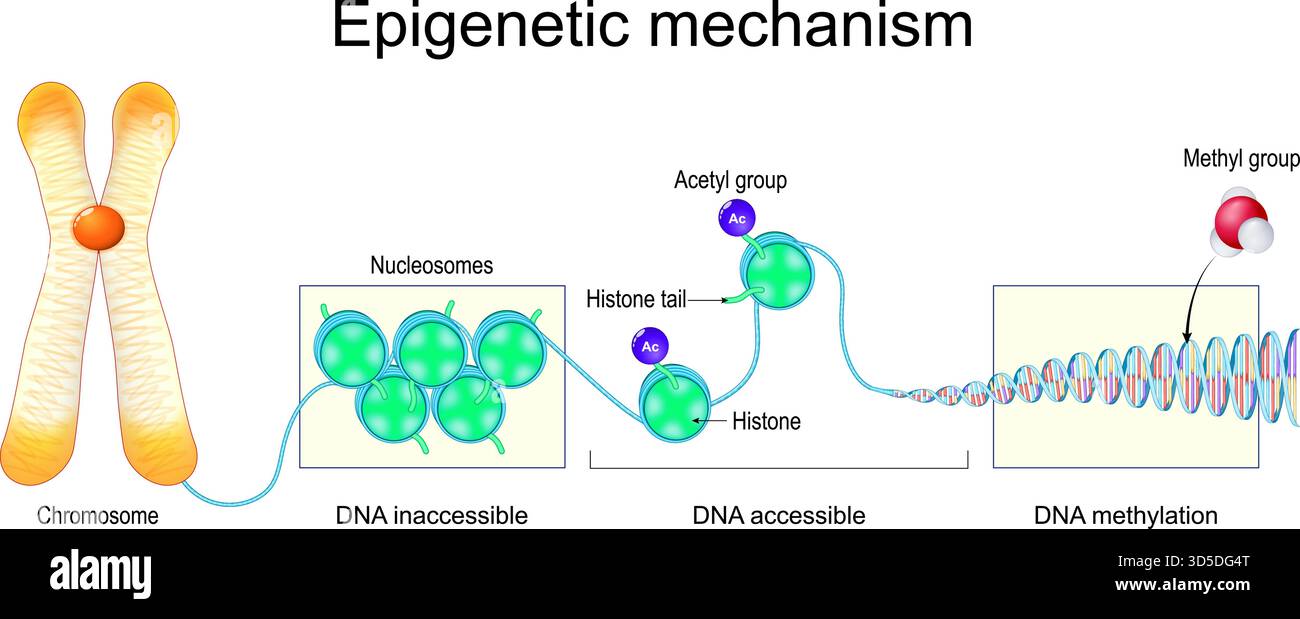 Epigenetic mechanism. Turning the gene ON and OFF. DNA Structure and ...