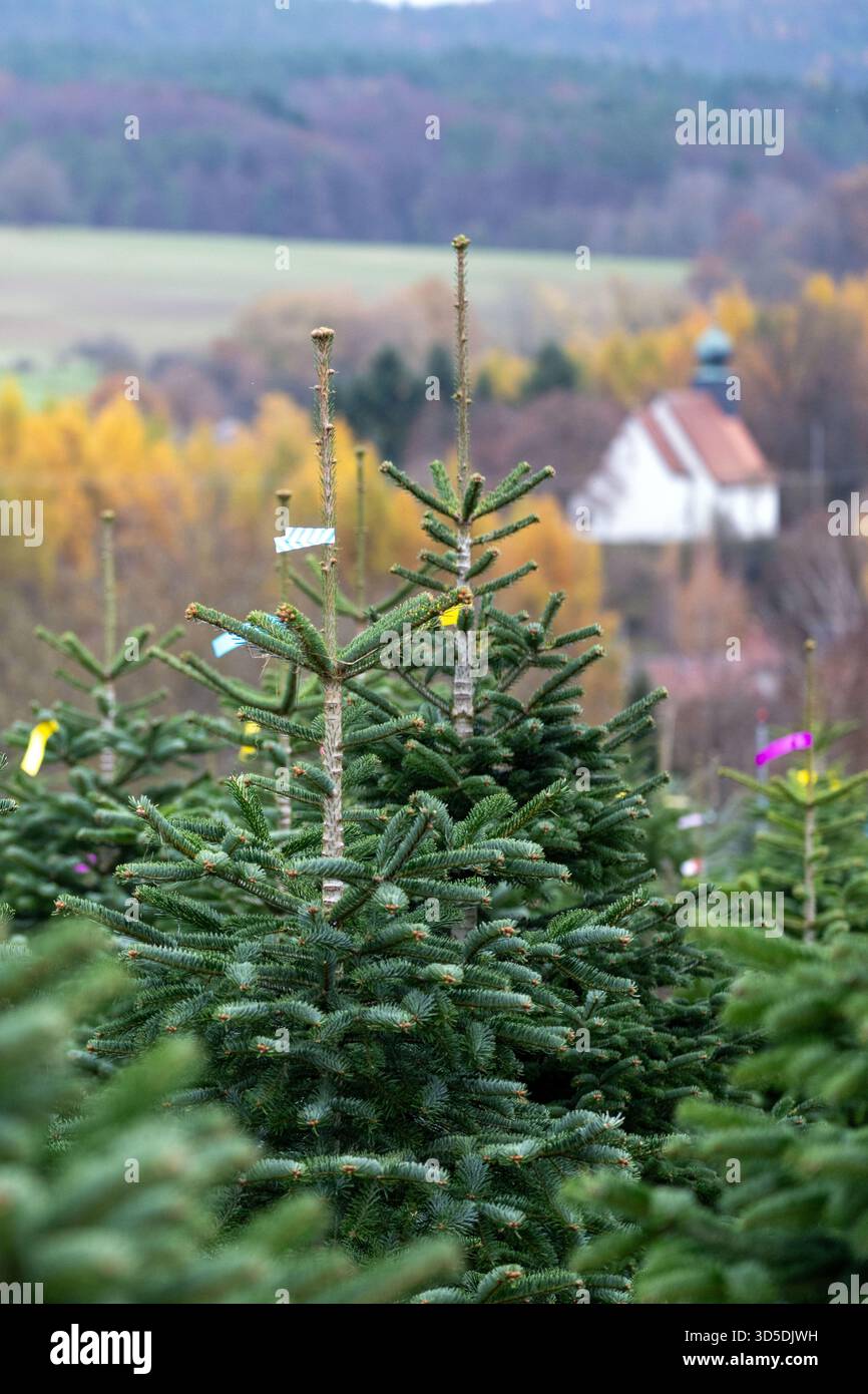15 November 2025, Bavaria, Rudendorf: Trees with different color ...