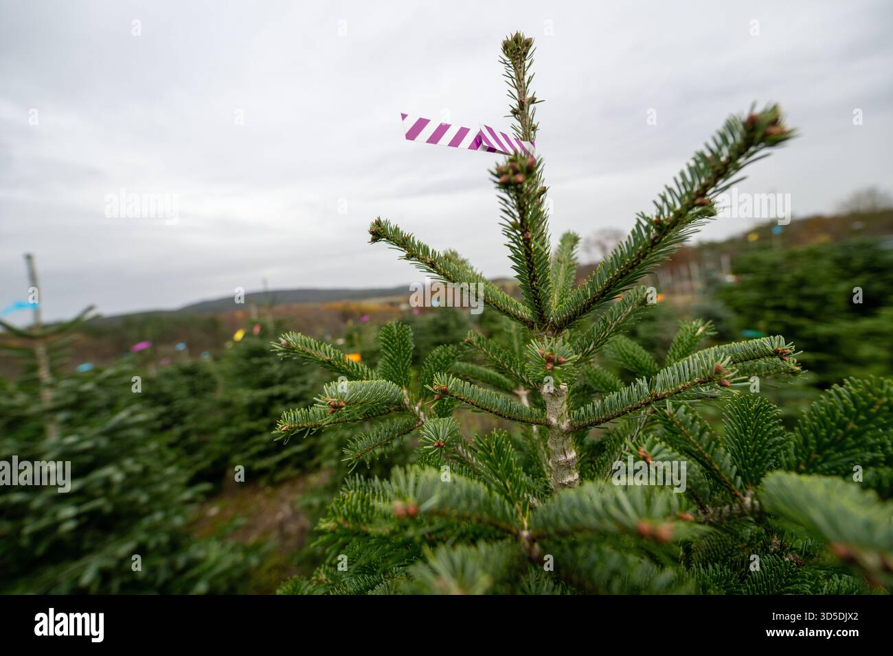 15 November 2025, Bavaria, Rudendorf: Trees with different color ...