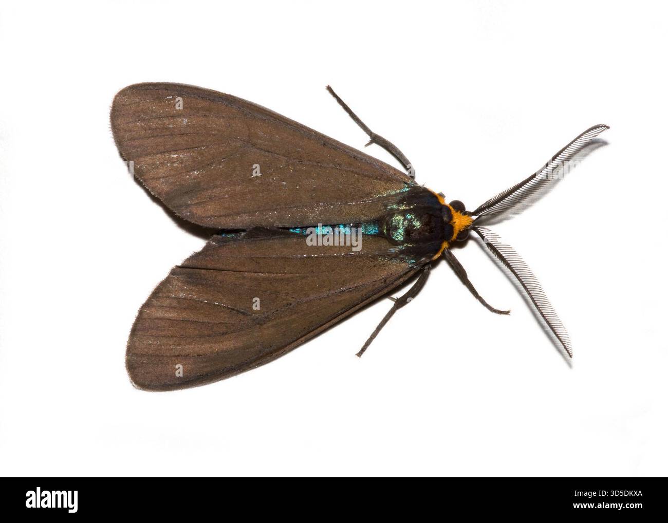 Virginia Ctenucha moth (Ctenucha virginica) photographed in a studio ...