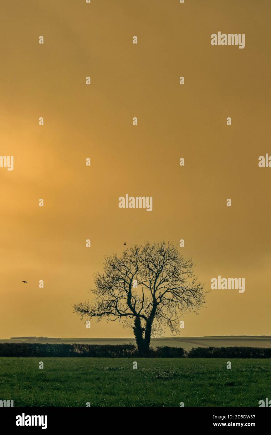 Autumn tree lonely tree silhouette hi-res stock photography and images ...