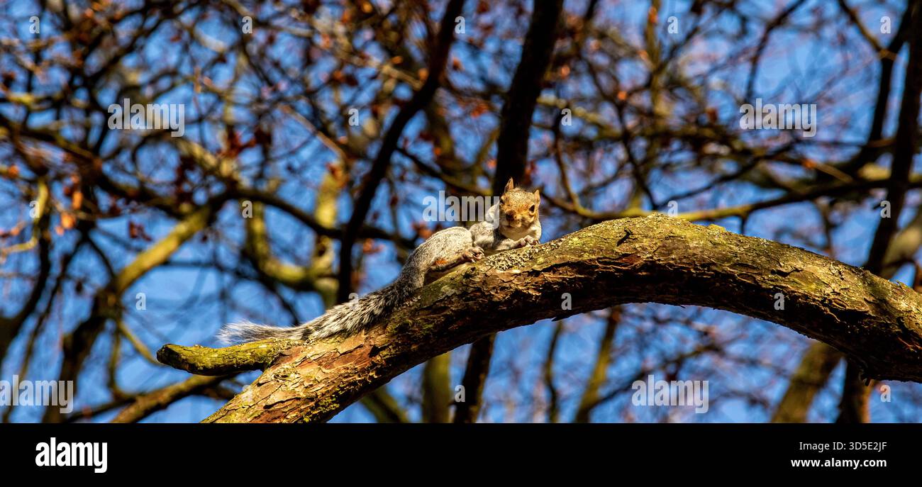 Dundee, Tayside, Scotland, UK. 15th Nov, 2025. UK Weather: Squirrel ...