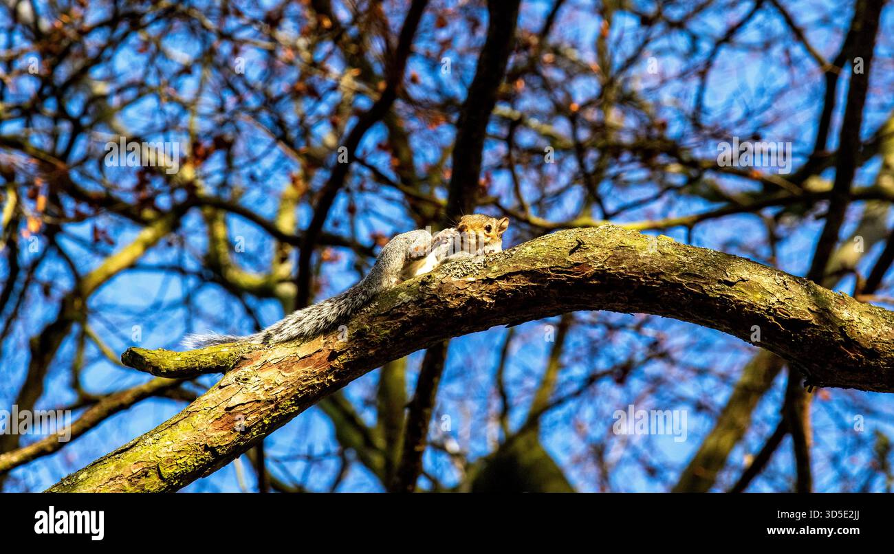 Dundee, Tayside, Scotland, UK. 15th Nov, 2025. UK Weather: Squirrel ...