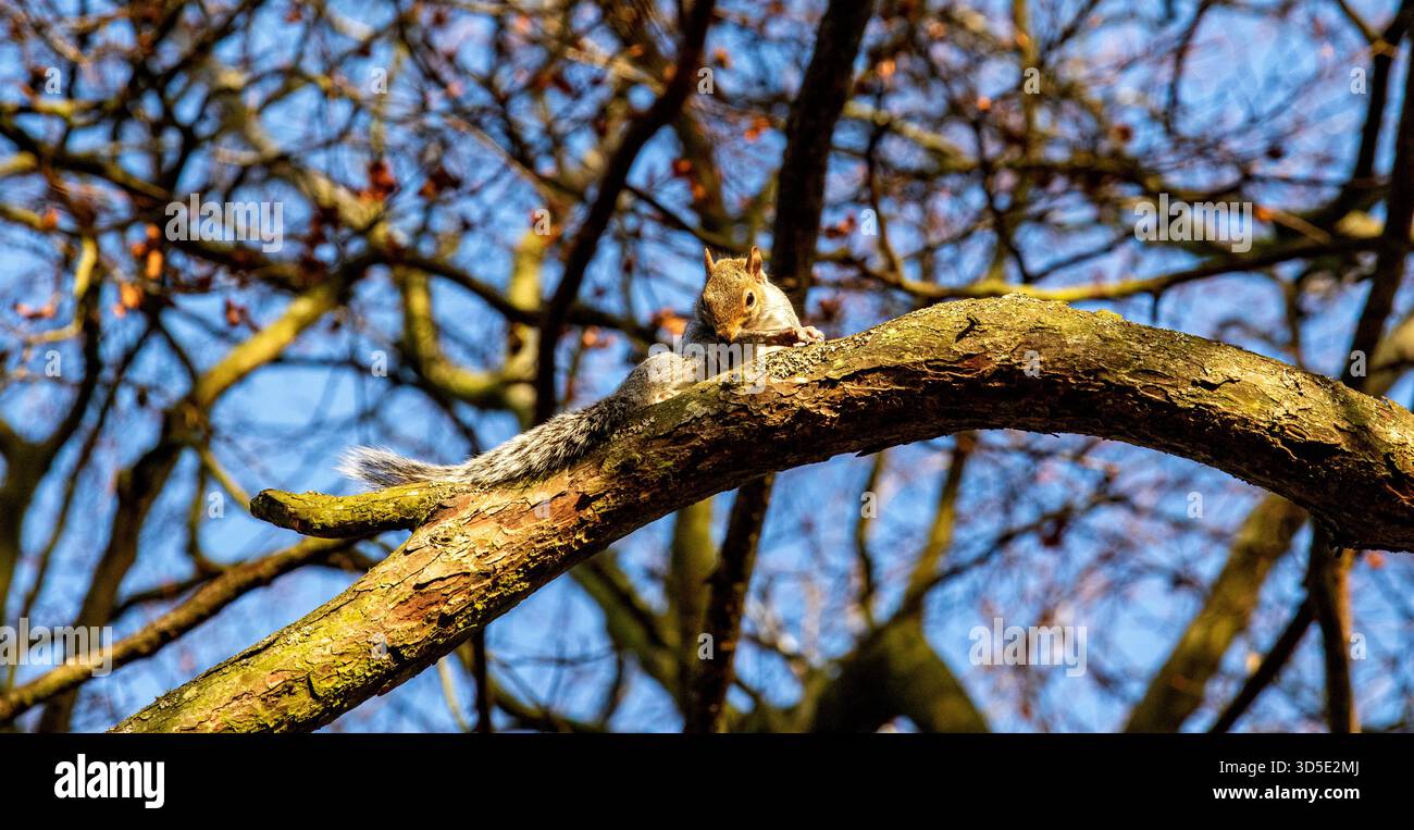 Dundee, Tayside, Scotland, UK. 15th Nov, 2025. UK Weather: Squirrel ...