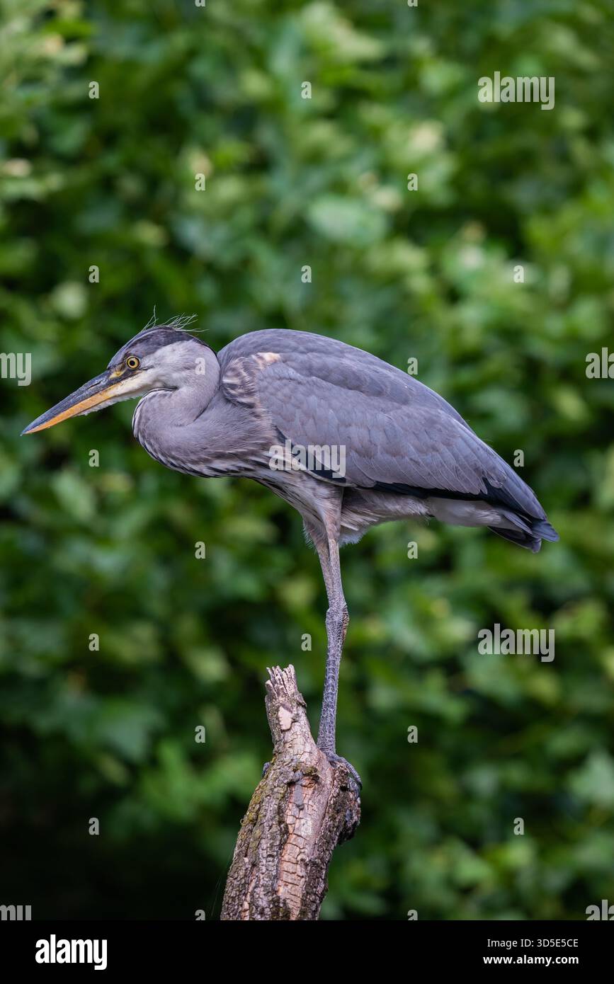 A grey heron perches on a stump in profile, showing its long beak and ...