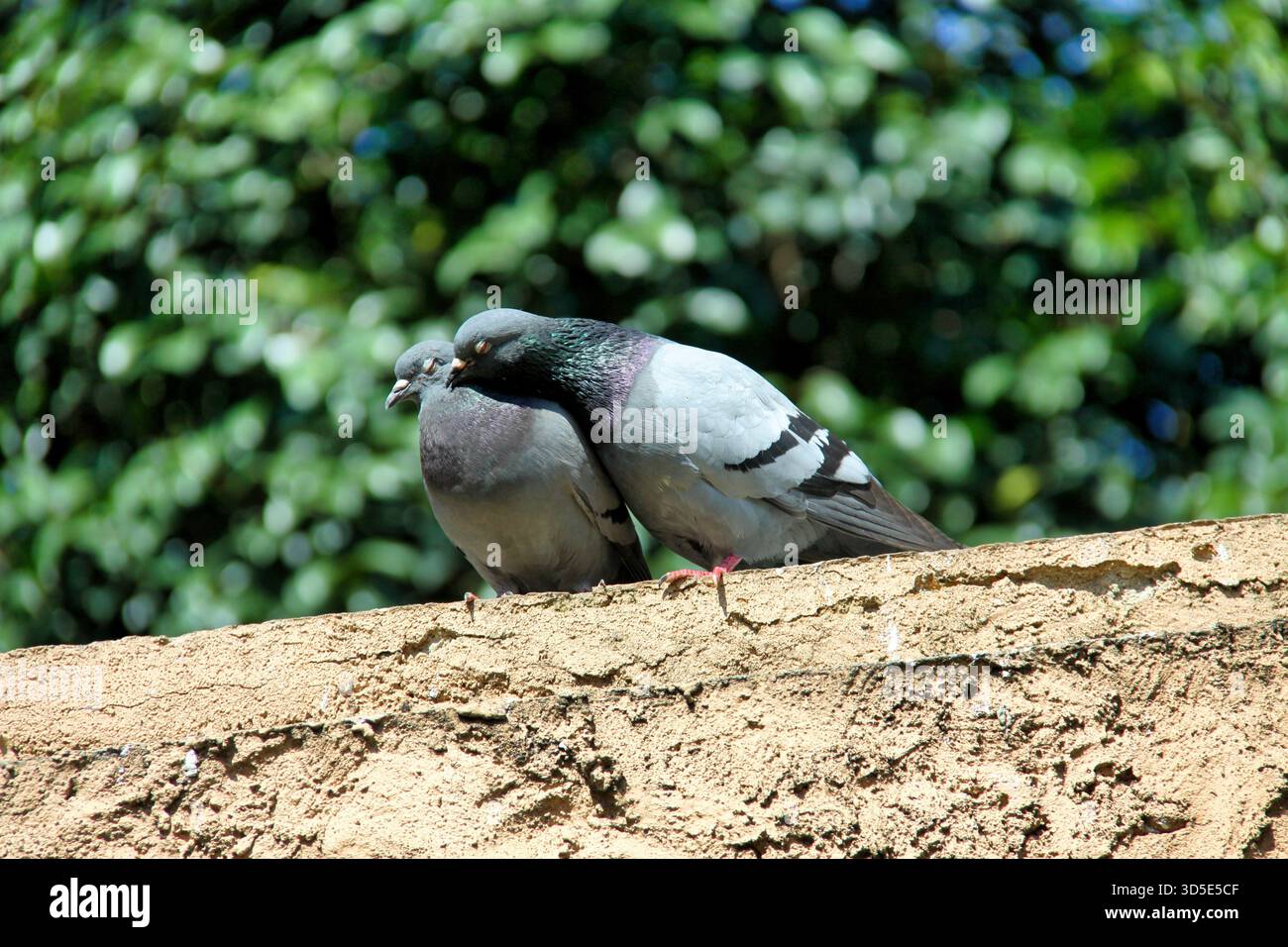 Urbanbirds hi-res stock photography and images - Alamy