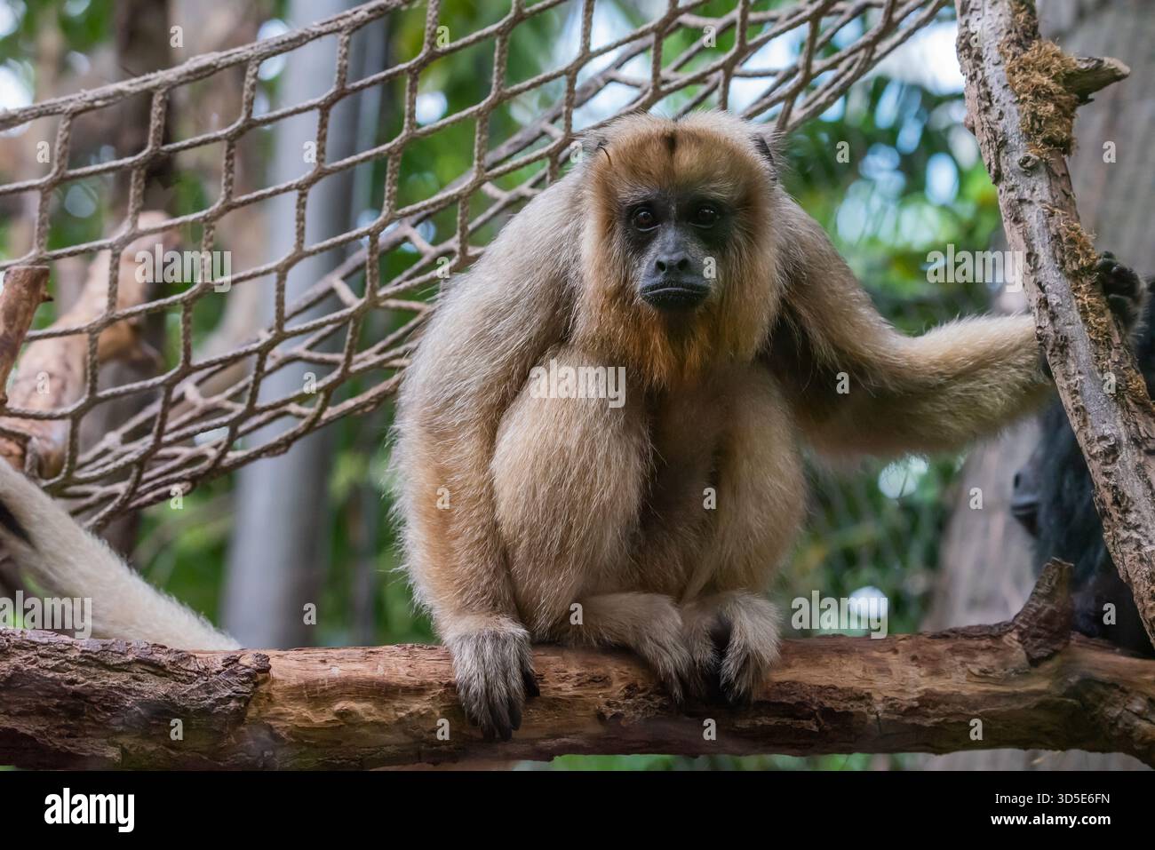 A howler monkey sits on a branch, gazing calmly into the distance ...