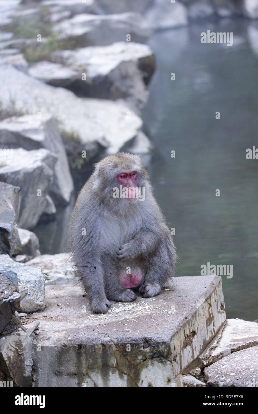 The only monkey species in japan hi-res stock photography and images ...