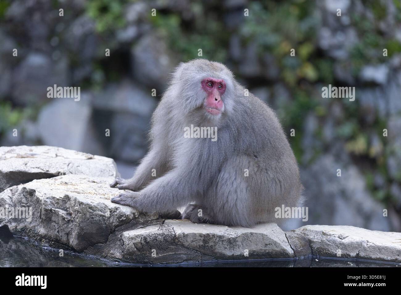 The only monkey species in japan hi-res stock photography and images ...