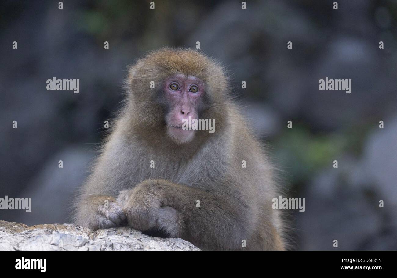 The only monkey species in japan hi-res stock photography and images ...