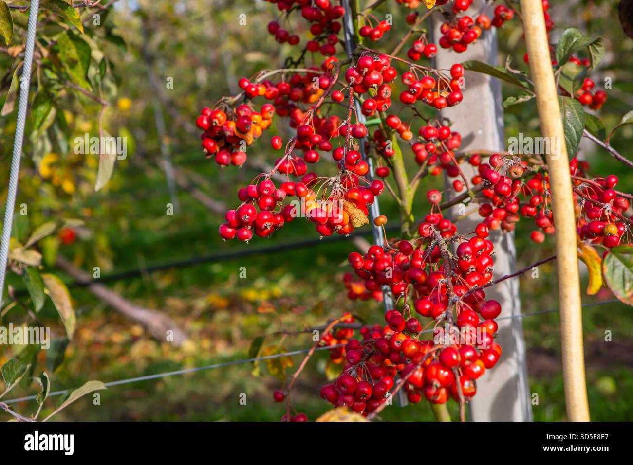 Der Kirschapfel Malus baccata , auch als Beerenapfel bezeichnet, ist ...