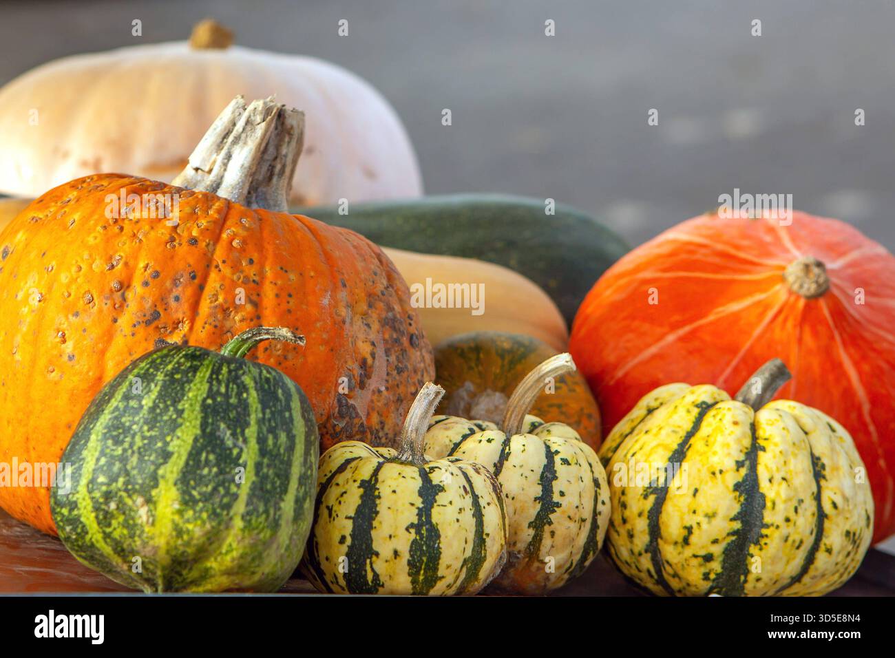 Verschiedene Sorten Kürbisse liegen in einem Regal. Die Kürbisse ...