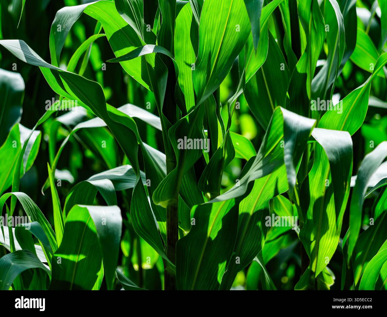 Green corn plants are cultivated in an agricultural field. The stalks ...