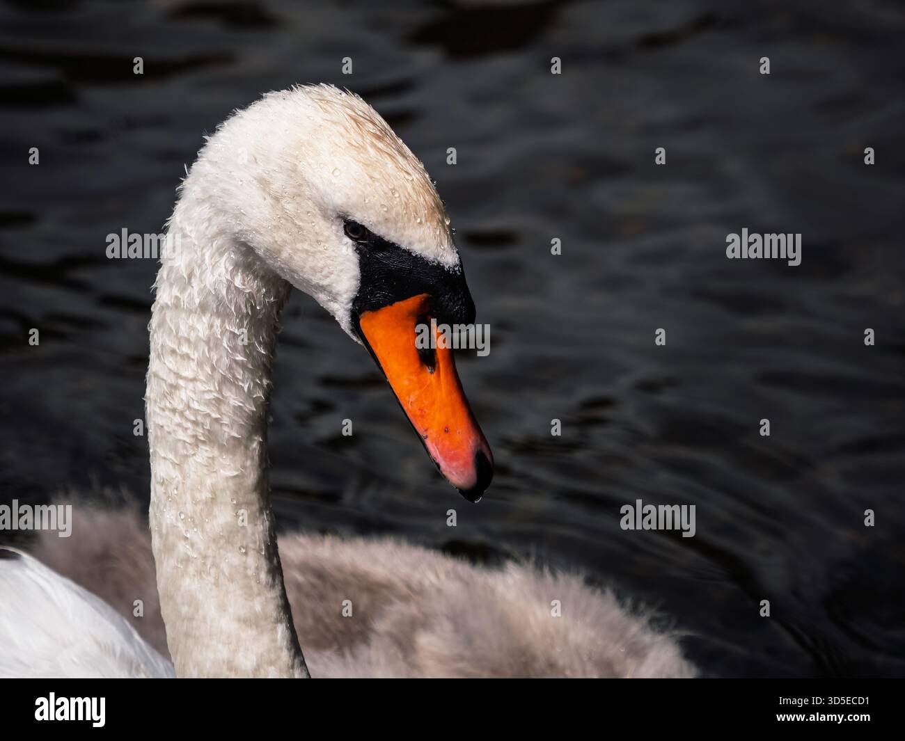 Swan portrait in a lake featuring its white feathers and orange beak ...