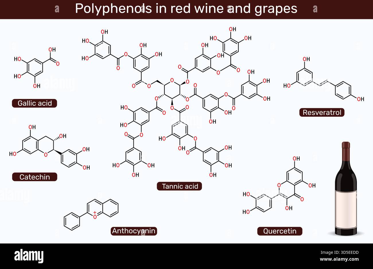 Polyphenols in red wine and grapes. Molecules of resveratrol, catechin ...