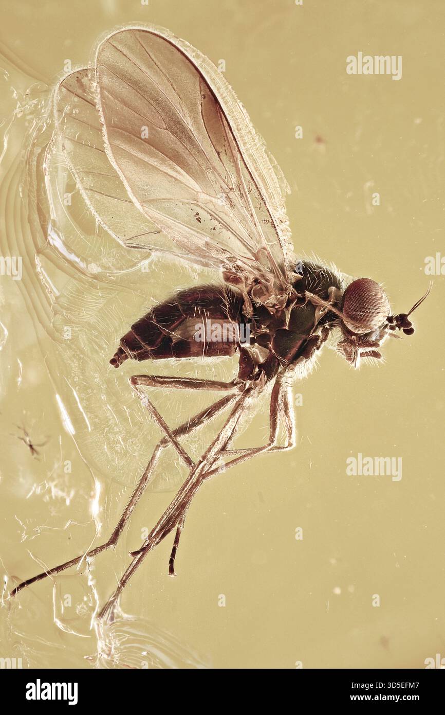Eocene Baltic amber 40 myo predaceous snipe fly Rhagionidae ...