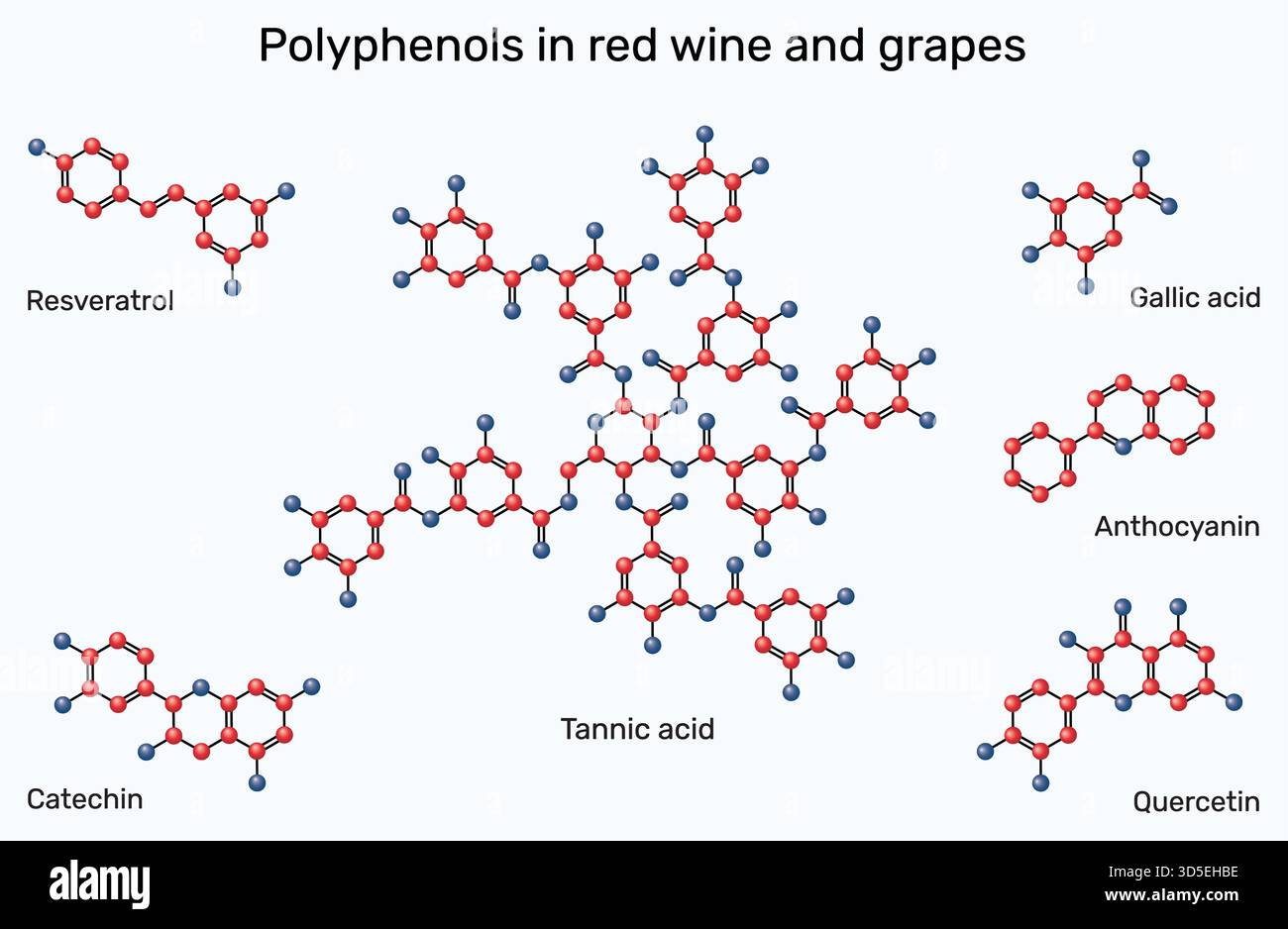 Polyphenols in red wine and grapes. Molecules of resveratrol, catechin ...
