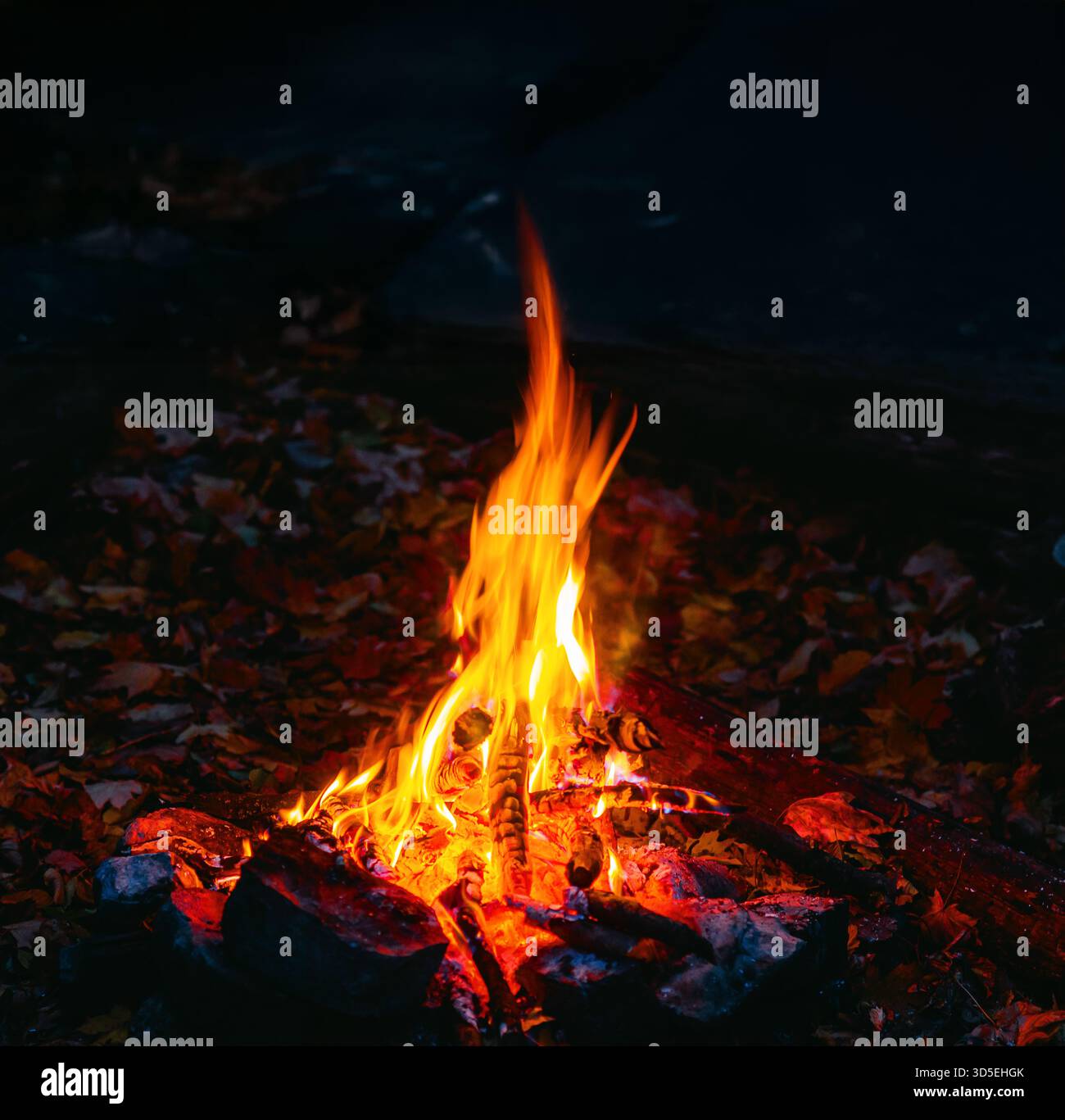 Bright tongues of burning bonfire on dark night. Bonfire burns in dark ...