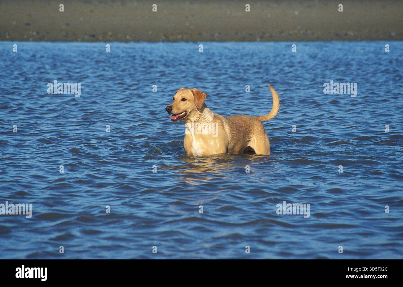 labrador juvenile dog in sea Stock Photo - Alamy