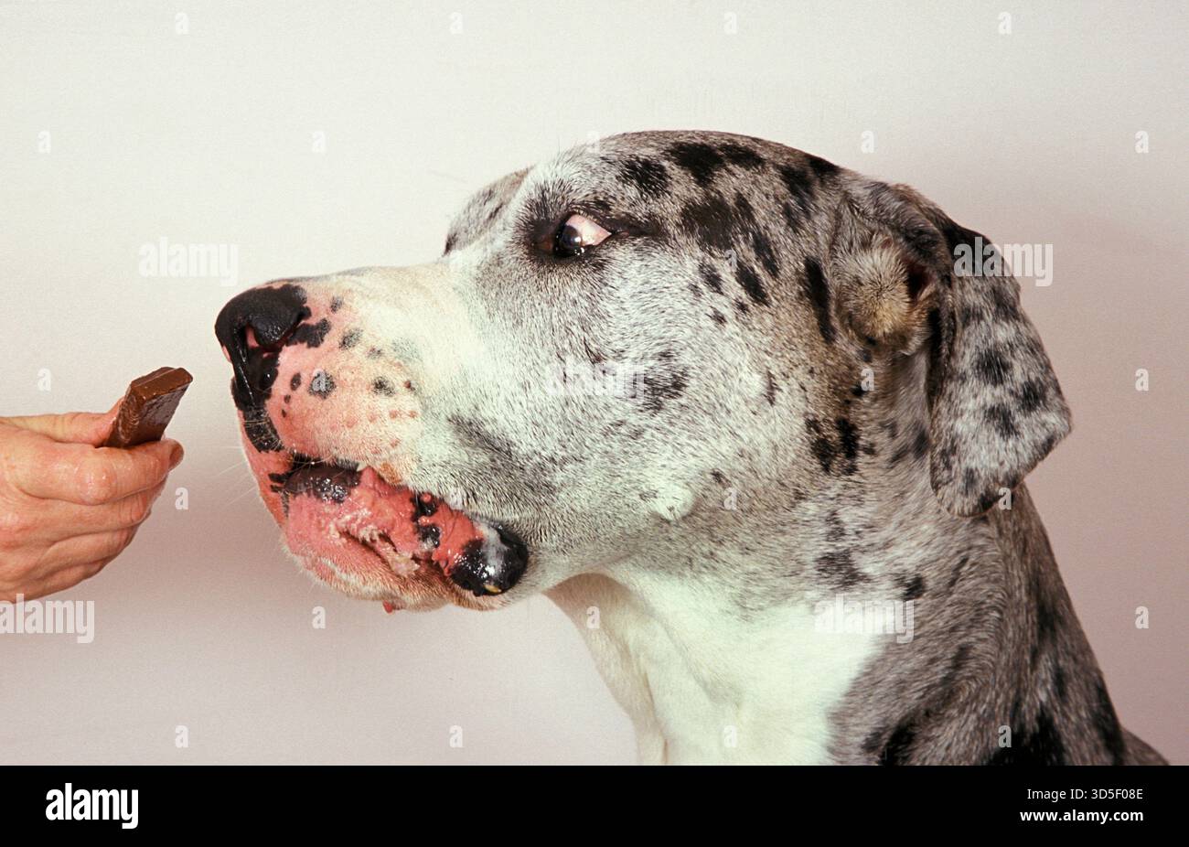 Dog and chocolate bar hi-res stock photography and images - Alamy