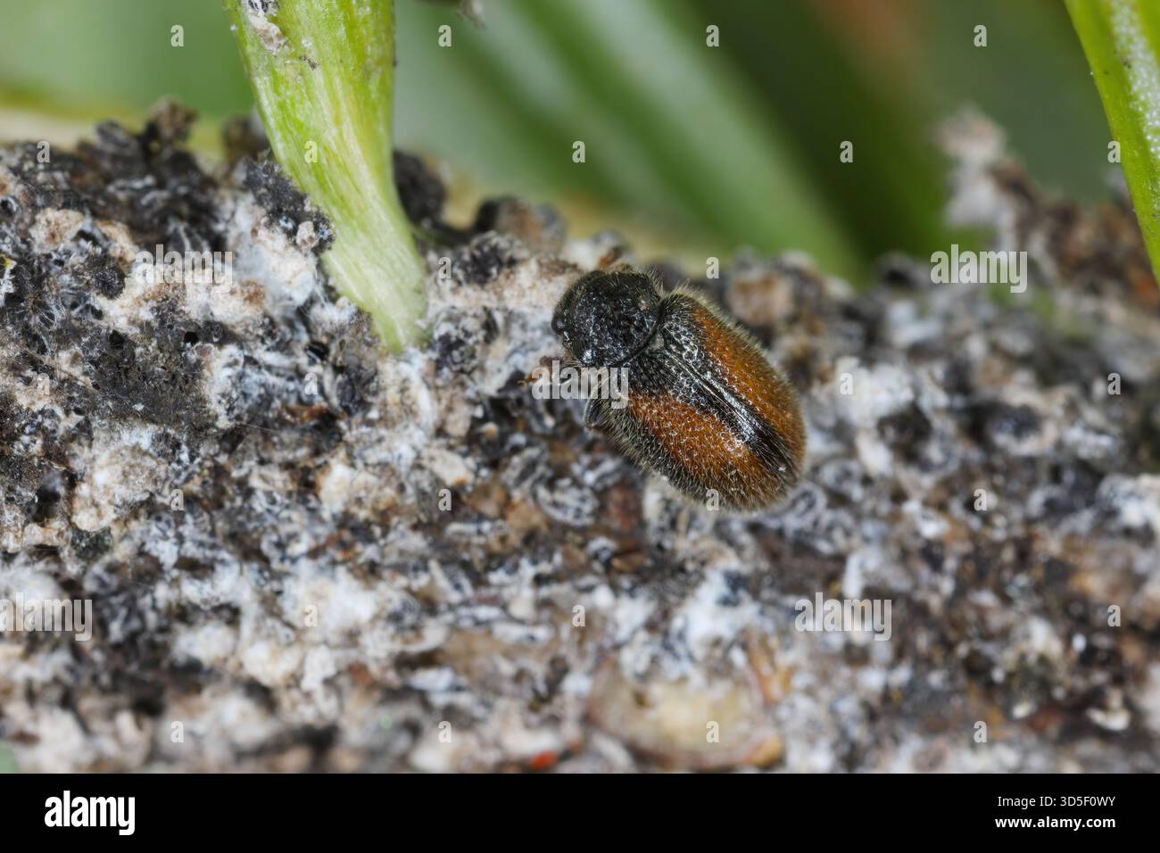 Laricobius erichsoni is a species of tooth-necked fungus beetle in the ...