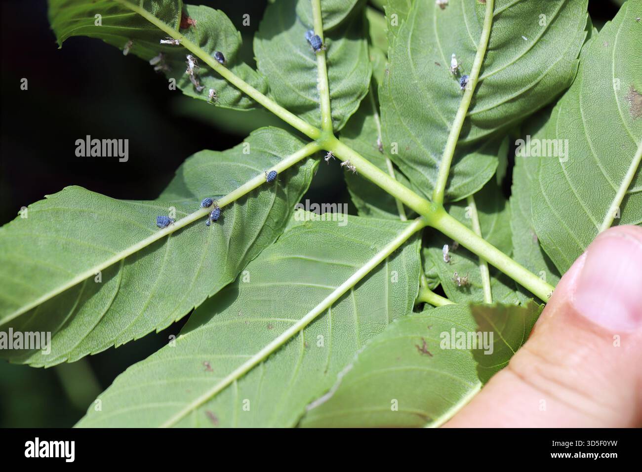 Ash leaf-nest aphids, Prociphilus bumeliae, Prociphilus fraxini. A ...