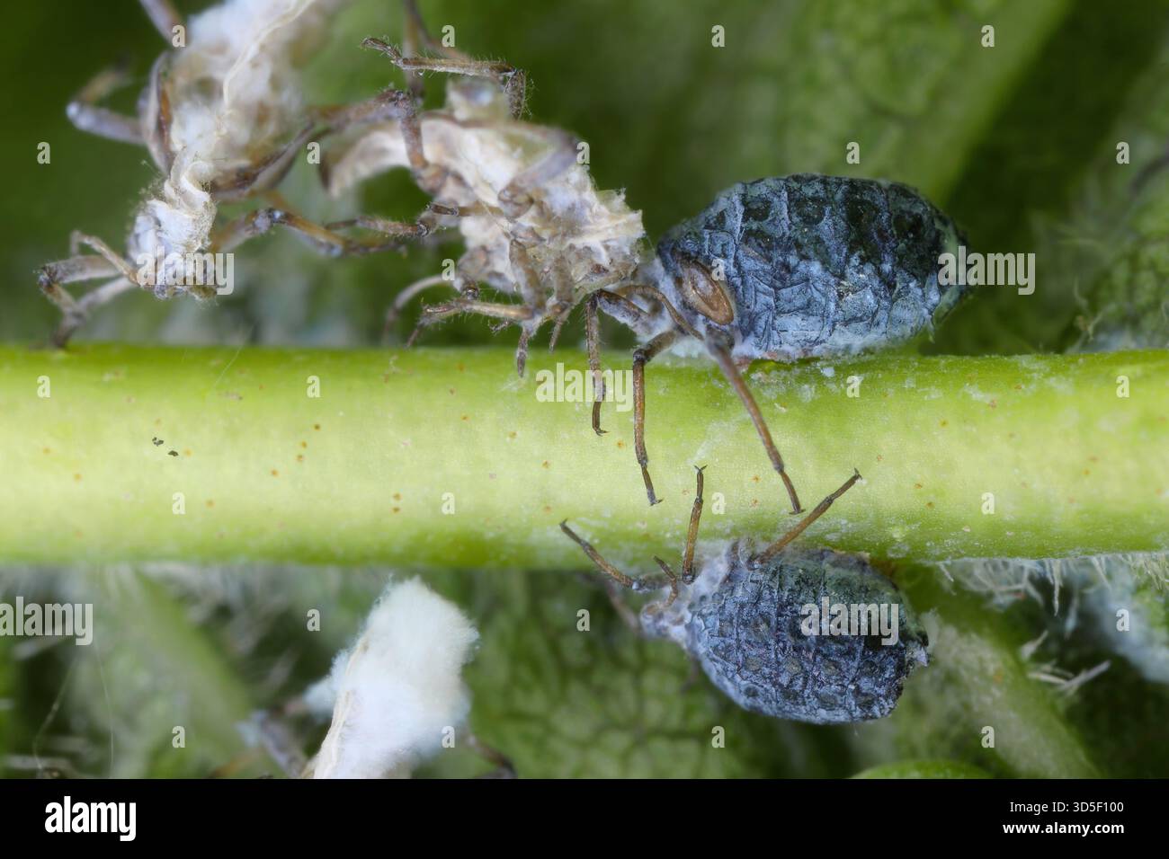 Ash leaf-nest aphids, Prociphilus bumeliae, Prociphilus fraxini. A ...