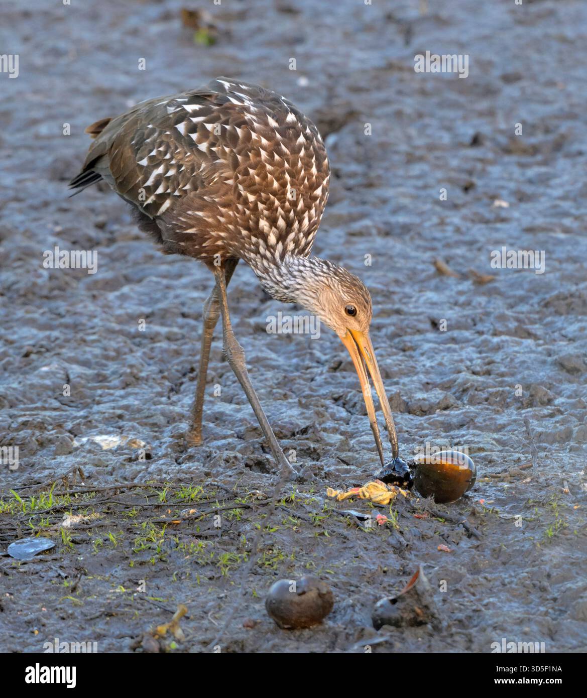 The limpkin (Aramus guarauna) eating guts of the captured giant apple ...