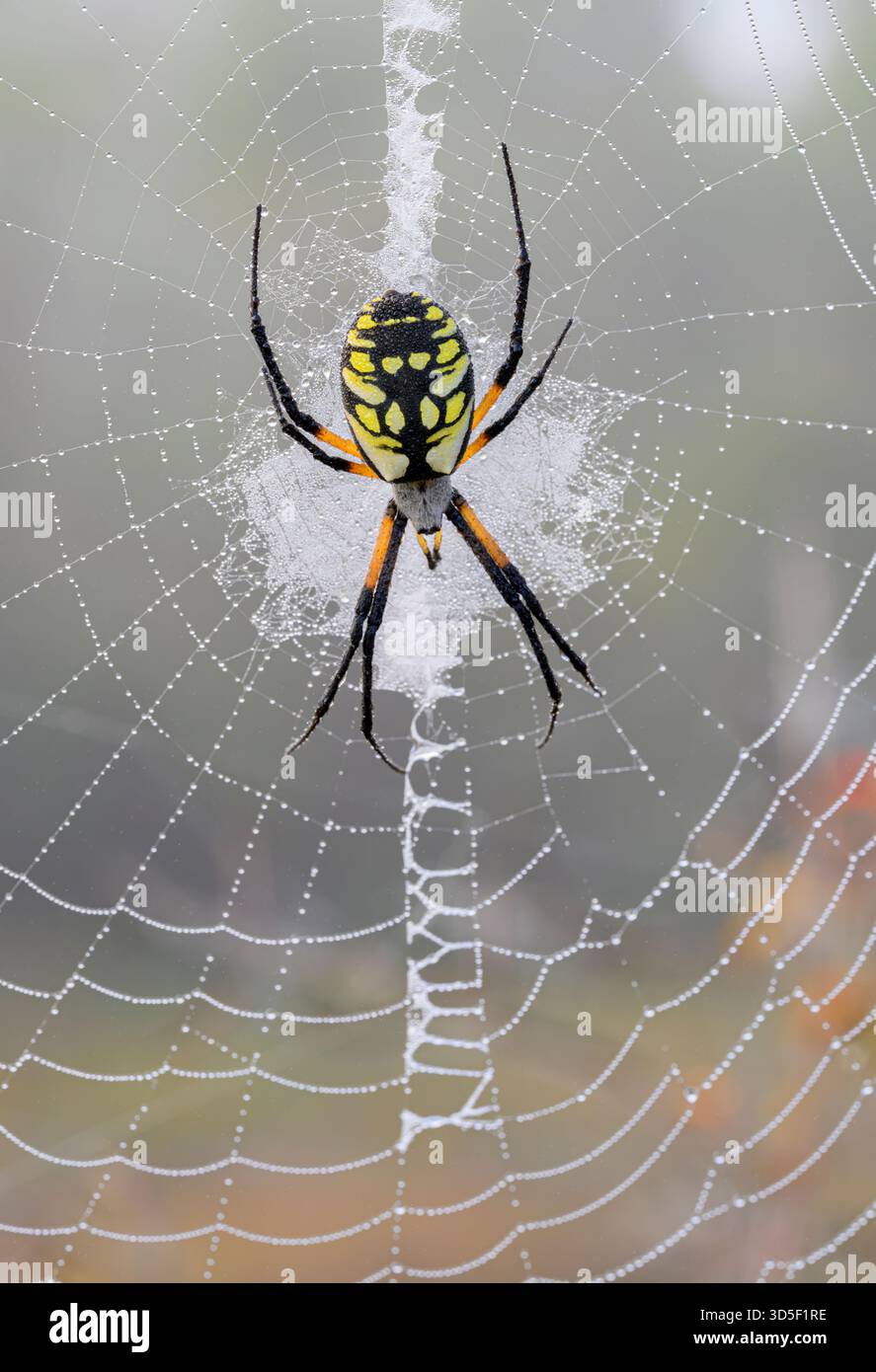 Black and yellow garden spider (Argiope aurantia) in its web at misty ...