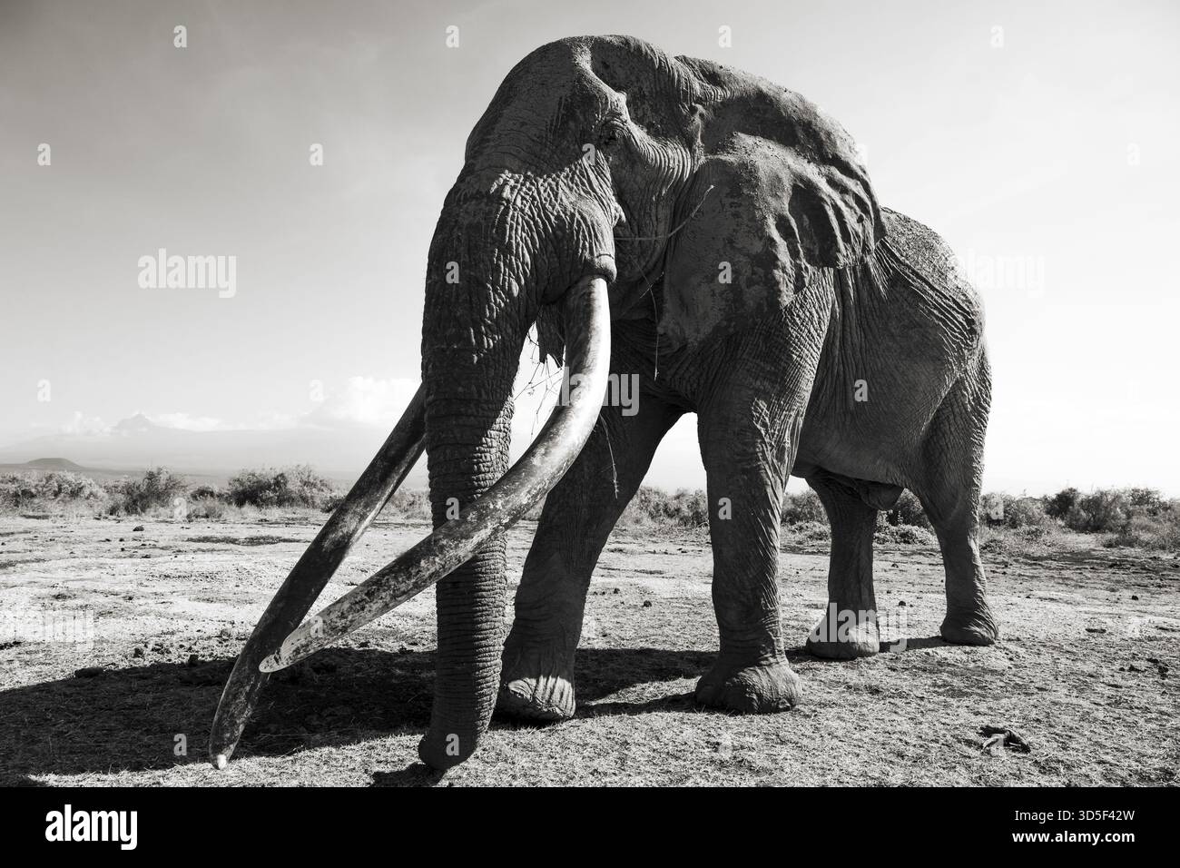 Black and white, African elephant (Loxodonta africana), the famous ...