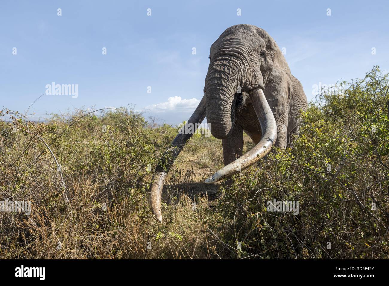 African elephant (Loxodonta africana) eats leaves, the famous Super ...