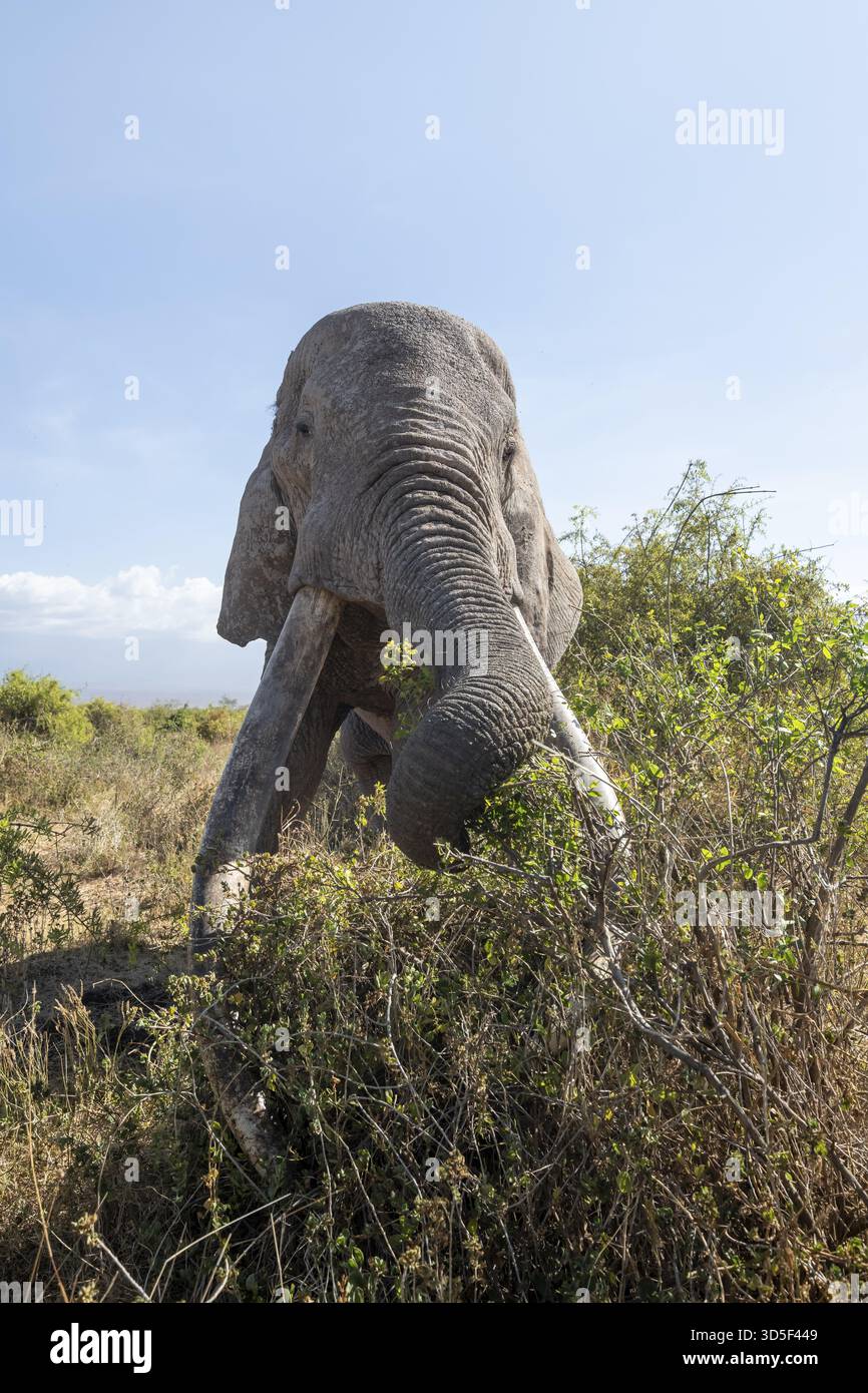 African elephant (Loxodonta africana) eats leaves, the famous Super ...