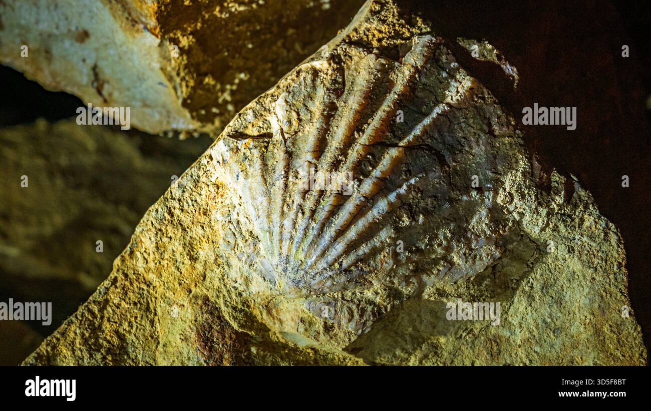 Fossilized shell in Ruakuri Cave, Waitomo Caves, Waikato, North Island ...