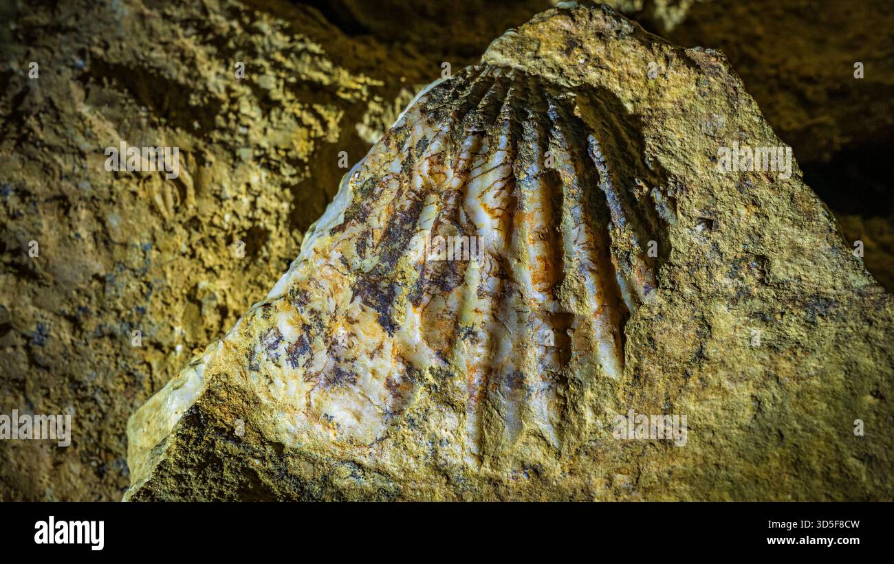 Fossilized shell in Ruakuri Cave, Waitomo Caves, Waikato, North Island ...
