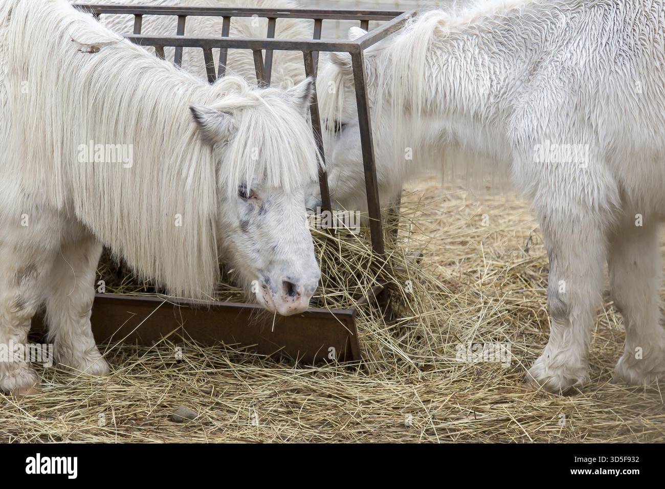 White ponies eating hay hi-res stock photography and images - Alamy